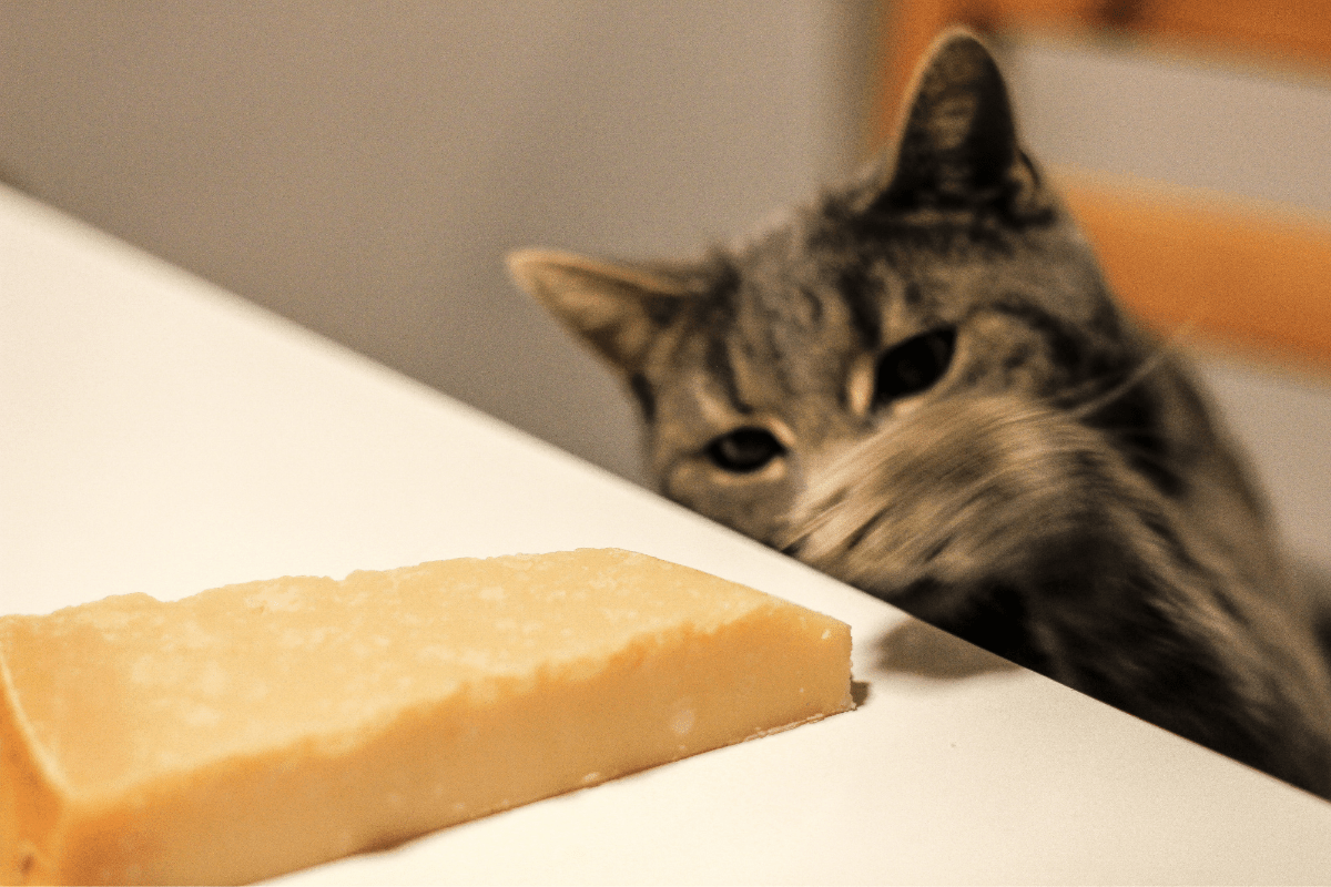 Cats & Cheese: They Shouldn't Eat It, But This Is The Safest Way
