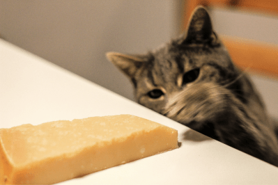 Cats & Cheese: They Shouldn't Eat It, But This Is The Safest Way