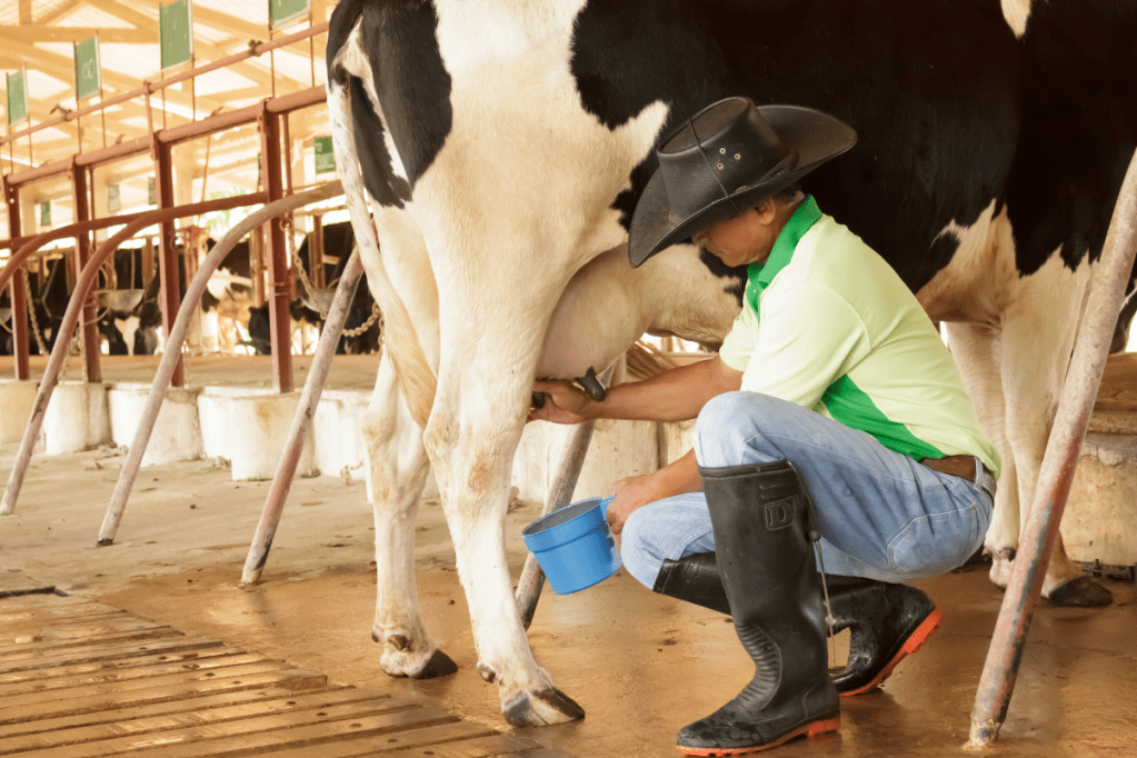 Cow Udders: How to Give Proper Care + Potential Health Issues