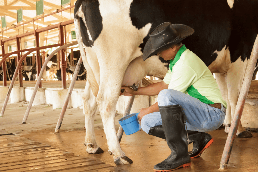 Cow Udders: How to Give Proper Care + Potential Health Issues