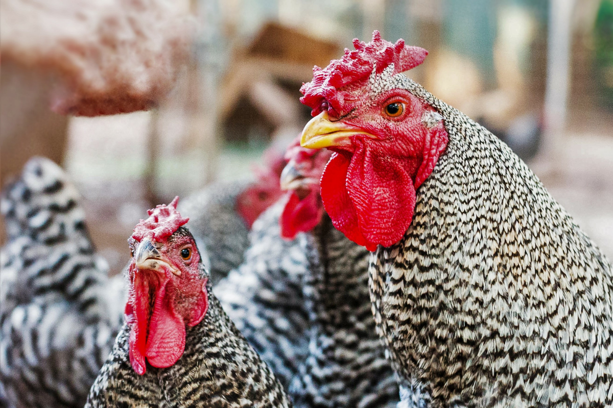 Dominique Chickens: 5 Facts About America's Oldest Chicken Breed