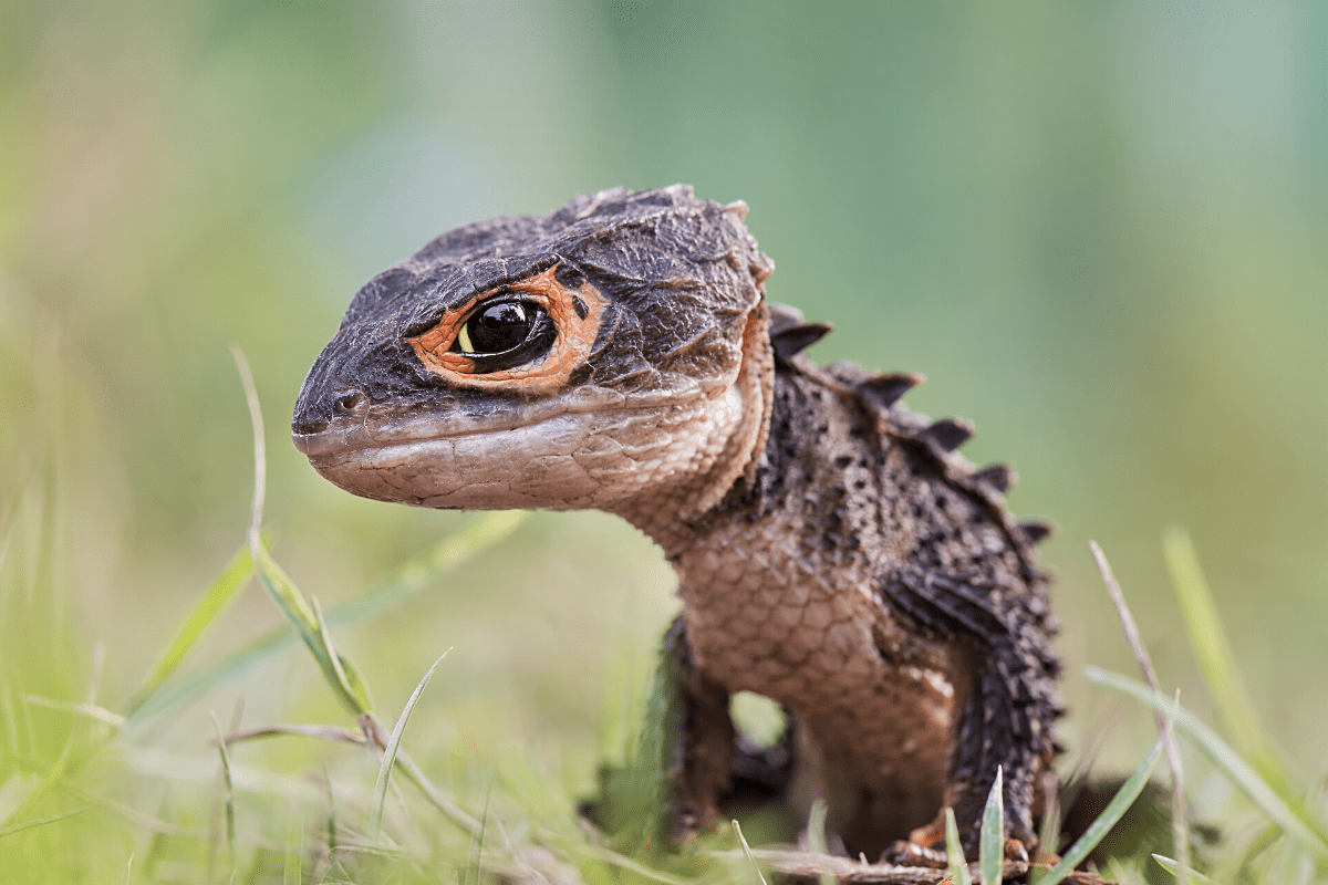 Crocodile Skink: How to Keep These Red-Eyed Reptiles Happy as Pets