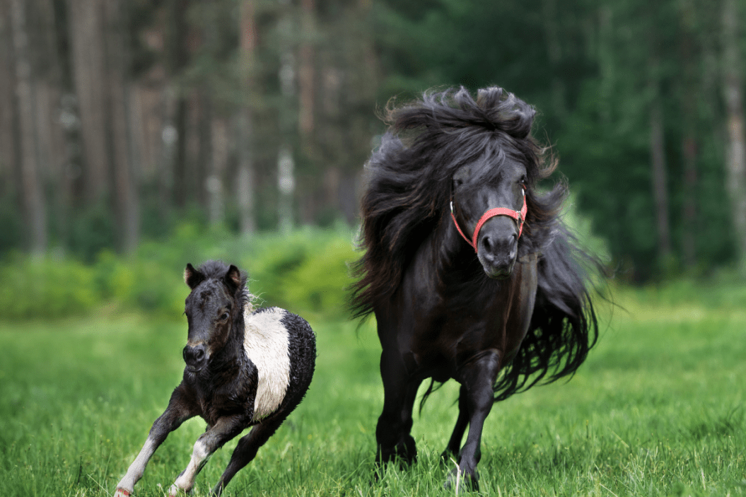 Gypsy Vanner Horses: 15 Breed Examples Out of Your Favorite Fairy Tale