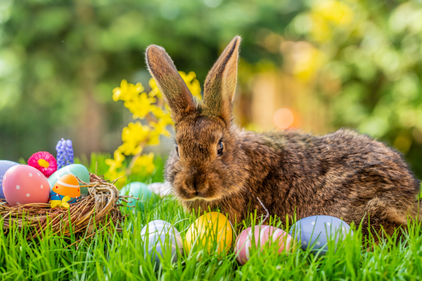 Where Does the Easter Bunny Live? Here's Where Your Eggs Come From
