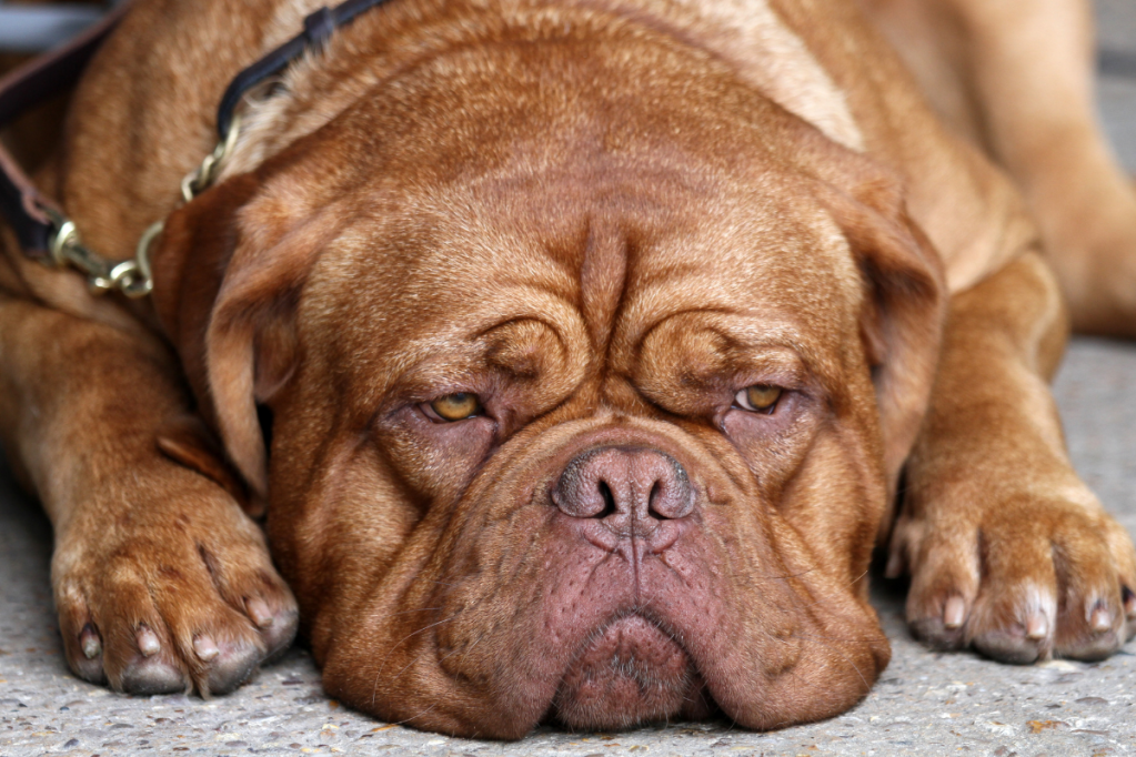 Wrinkly Dog Breeds: 10 Faces We Need to Smush ASAP