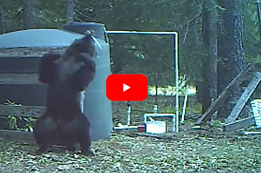Bear Accidentally Hits Self in the Junk With Hose While Using Post as ...