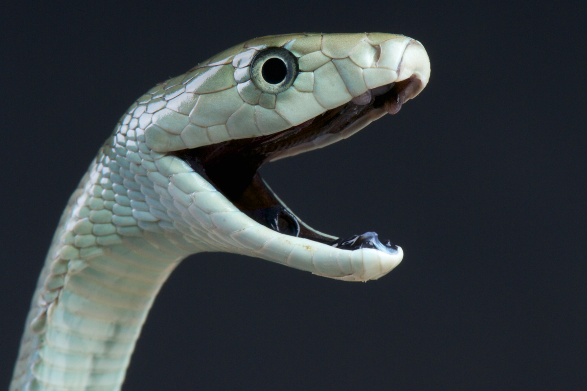 The Black Mamba: The Facts About One of the Most Venomous Snakes on ...