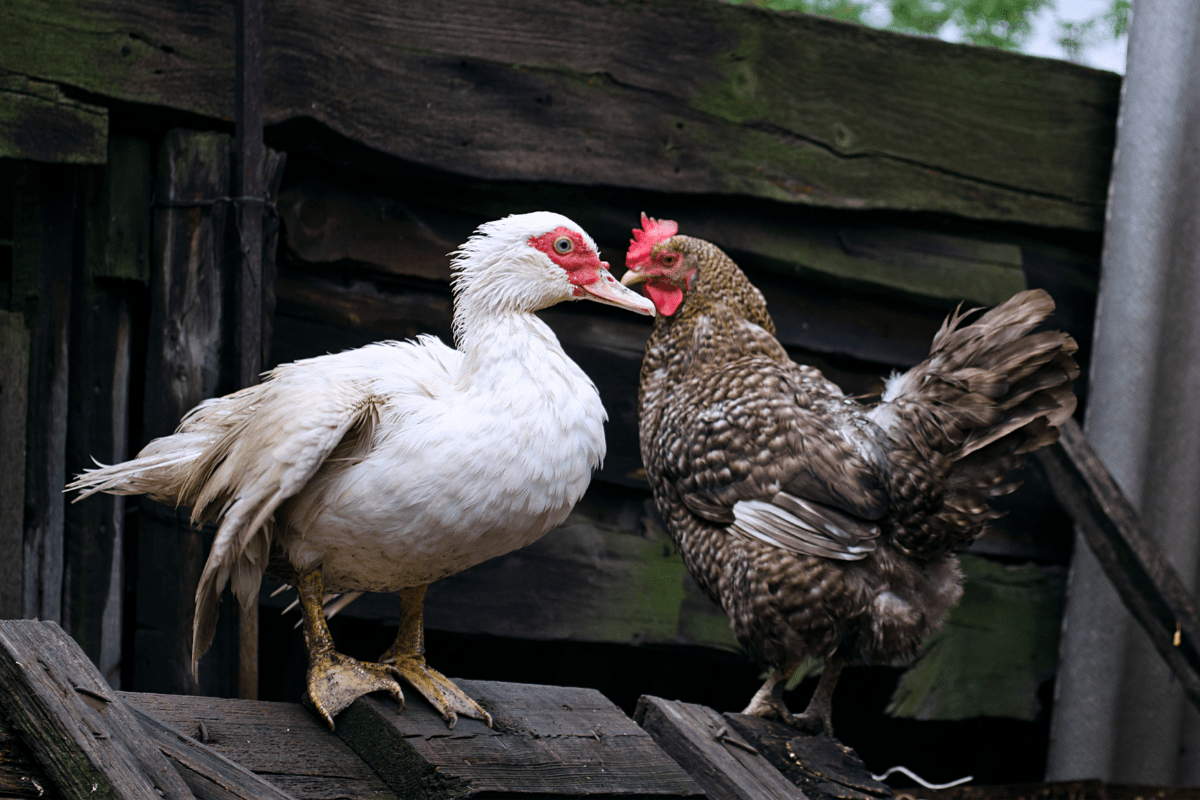 Can Chickens and Ducks Live Together? 6 Tips to Consider With Caution