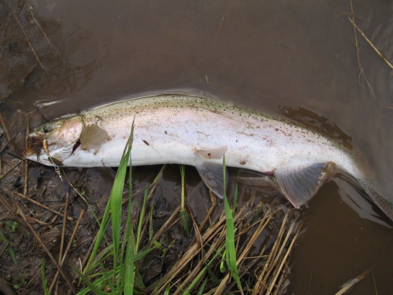 6 Bucket List Steelhead Fishing Destinations - Wide Open Spaces