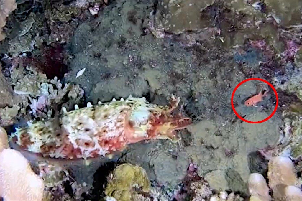 Cuttlefish Captures a Small Fish in the Blink of an Eye - Wide Open Spaces