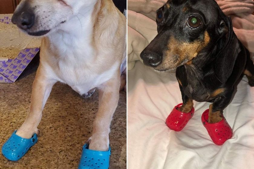 Dog Crocs: Where to Buy Them + Are They Safe to Wear