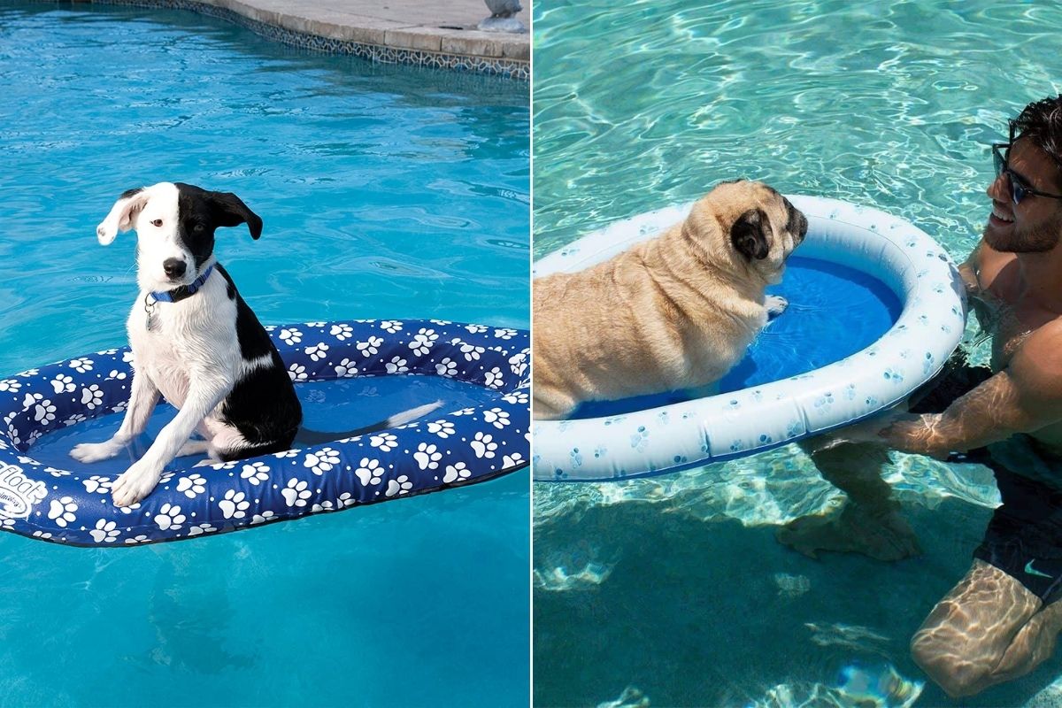 3 Best Dog Pool Floats of Summer 2022 for All Breeds