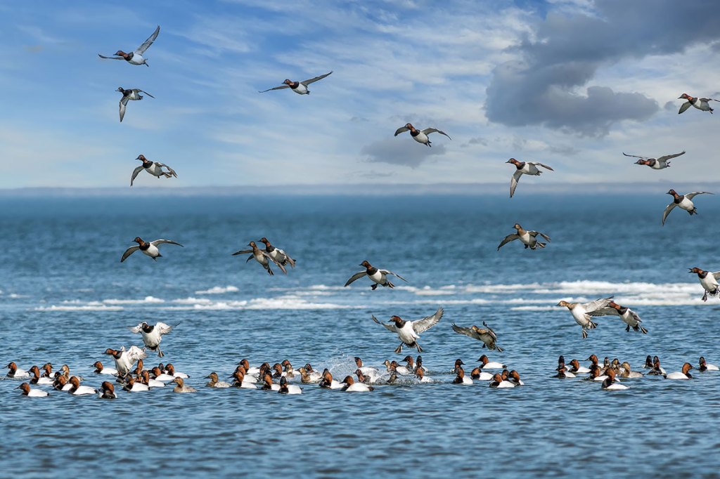 Duck Hunting in Saltwater: The Ins and Outs of Hunting Waterfowl on the ...