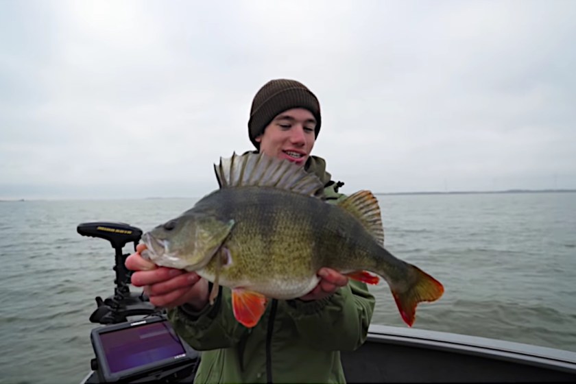 Angler Travels to the Netherlands to Catch Monstrous, 5+ Pound Perch ...
