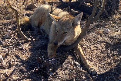 Coyote Trapping Basics: The Hows and Whys of This Predator Control ...
