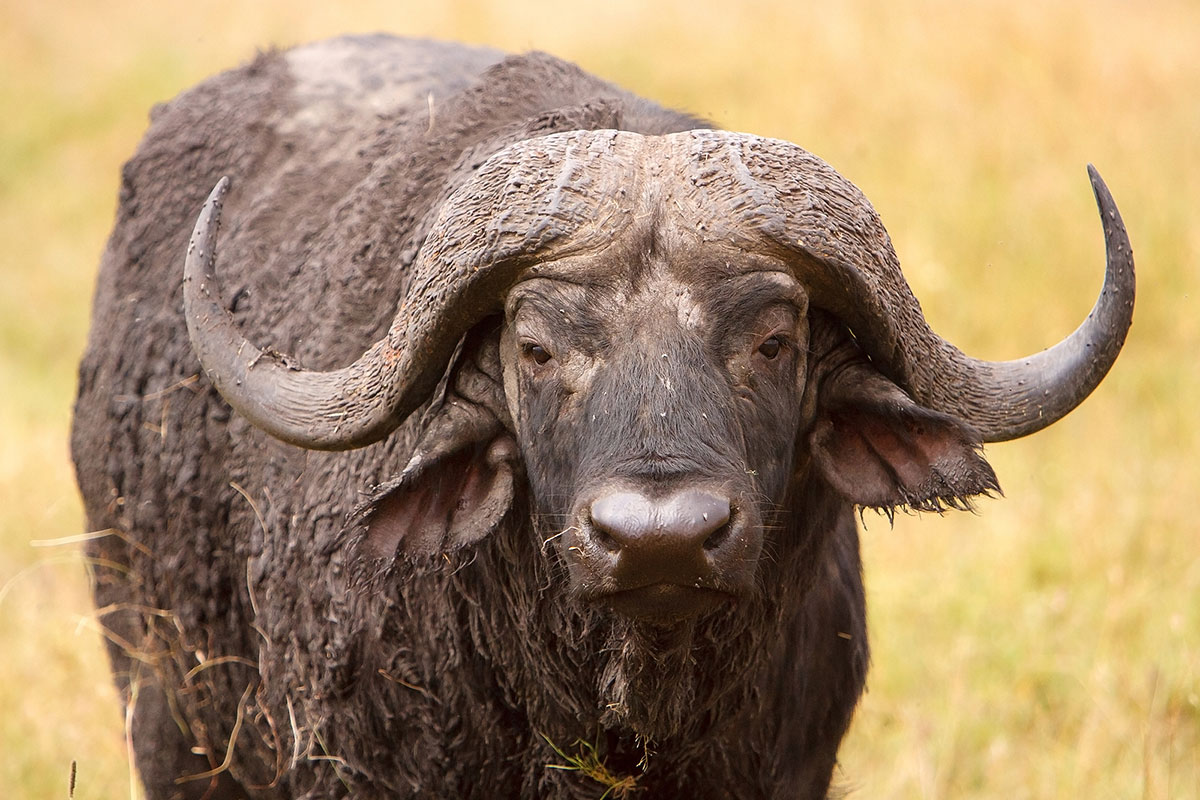 5 International Hunting Trips We Want to Take - Wide Open Spaces
