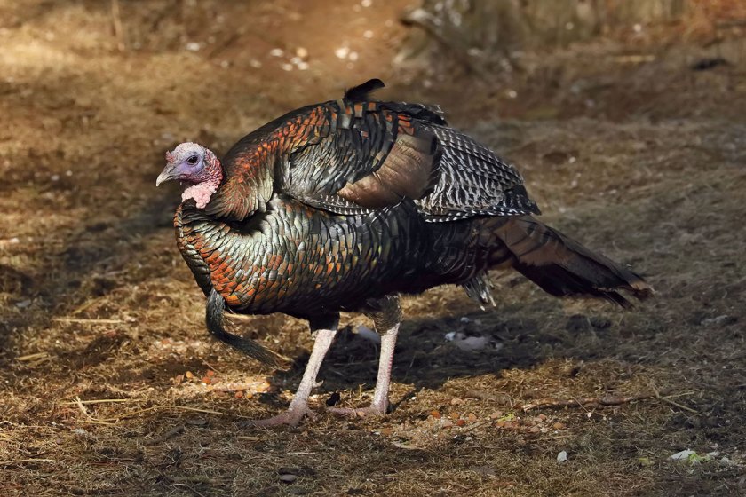The Lifespan of the Wild Turkey - Wide Open Spaces