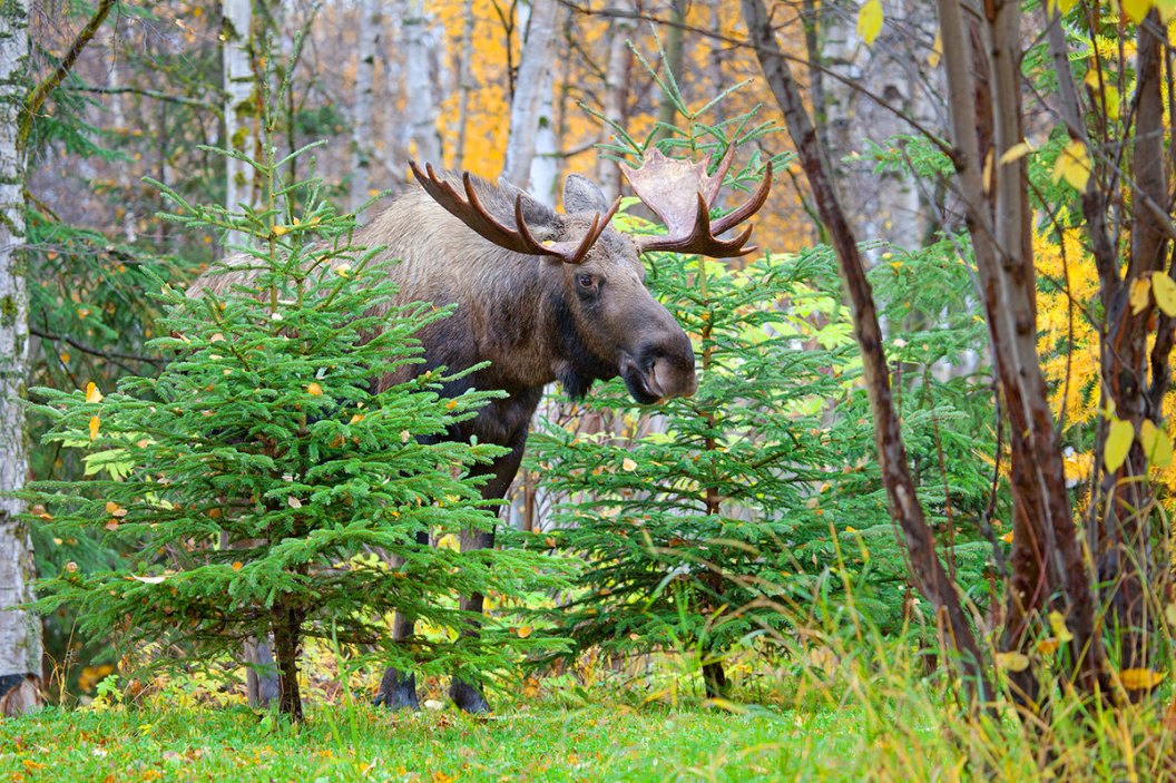 Two Moose Tangle Antlers and End Up in the Bed of a Pick-Up Truck ...