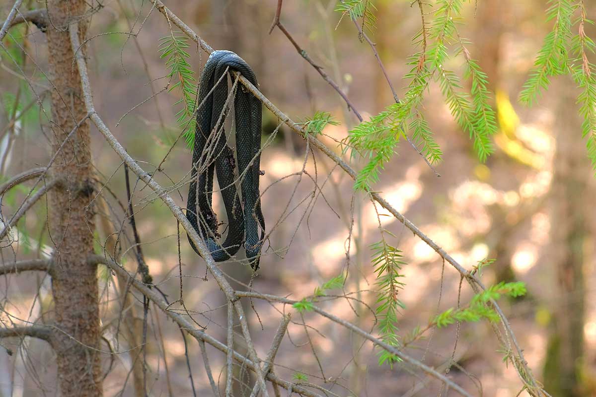 Dead Snake Hung From a Tree: What is It Meant to Do, and Does It Work ...