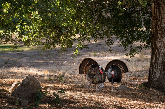 What Do Wild Turkeys Eat? and Other Interesting Things About the Game ...