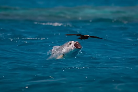 The Giant Trevally Fish is Capable of Snatching Flying Birds Out of the ...