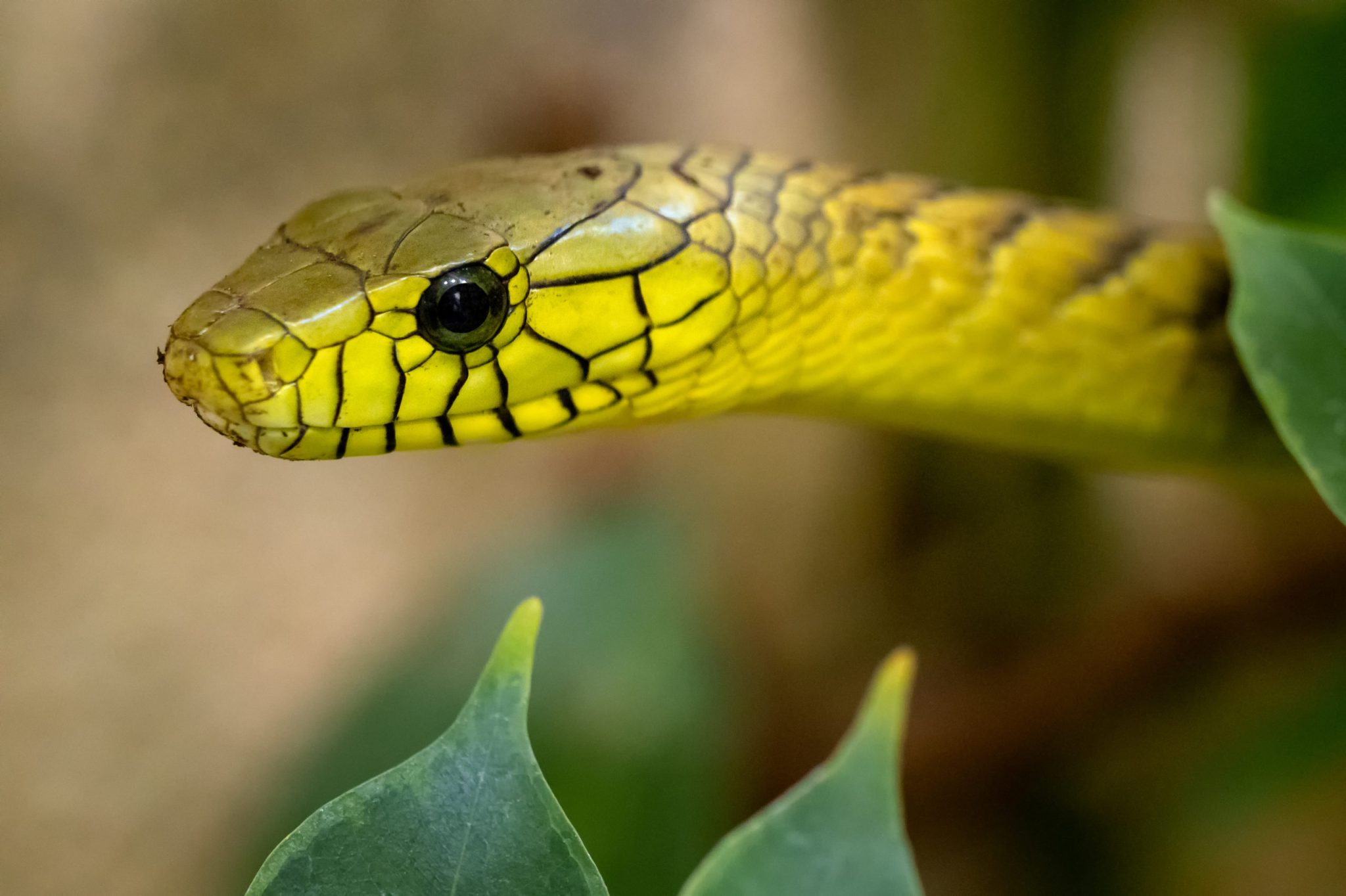 The Green Mamba: Africa's Venomous and Deadly Treetop-Dwelling Serpent ...