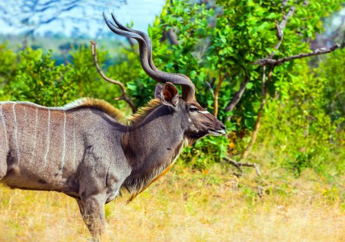 5 International Hunting Trips We Want to Take - Wide Open Spaces