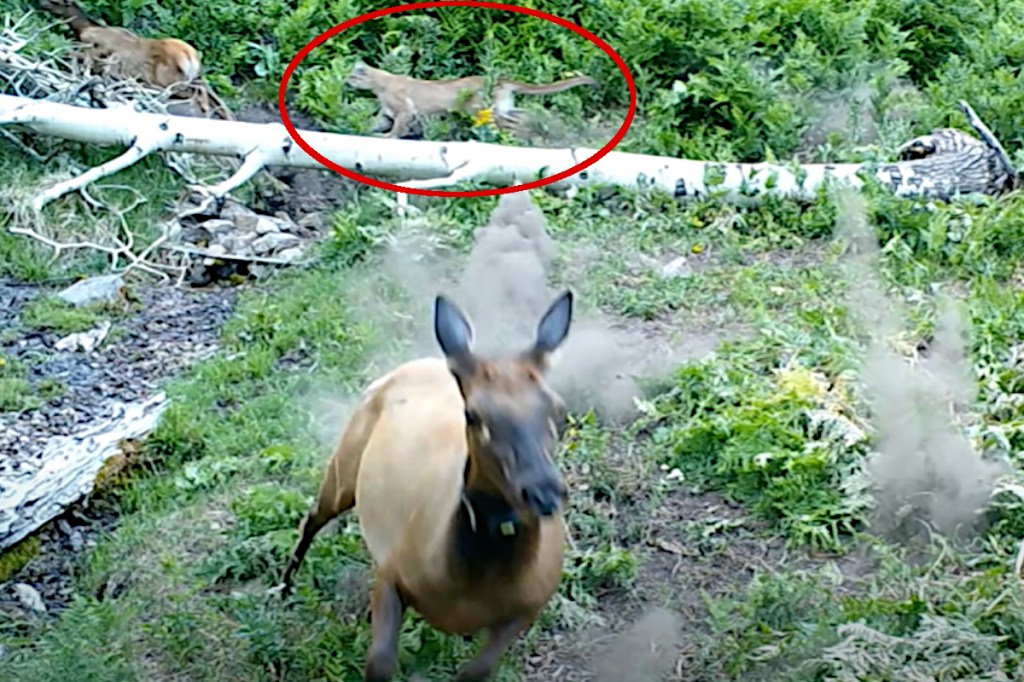 Trail Camera Captures Mountain Lion Sneak Attack on Group of Elk - Wide ...