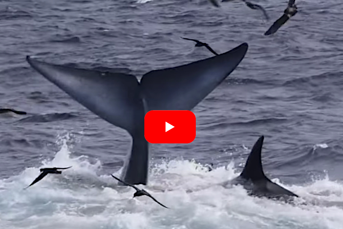 75+ Orcas Team Up To Take Down Giant Blue Whale in Front of Stunned ...