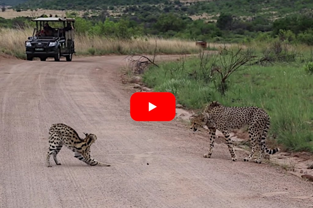 Impala Fleeing Cheetahs Takes Refuge Inside Tourist's Car - Wide Open ...