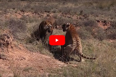 Male Tigers Engage in a Vicious Fight in Game Reserve - Wide Open Spaces