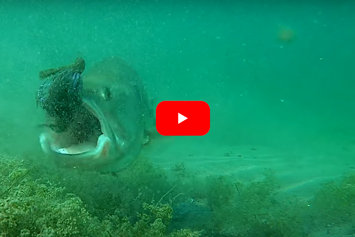 Underwater Footage Captures Bass Reactions to Lures - Wide Open Spaces