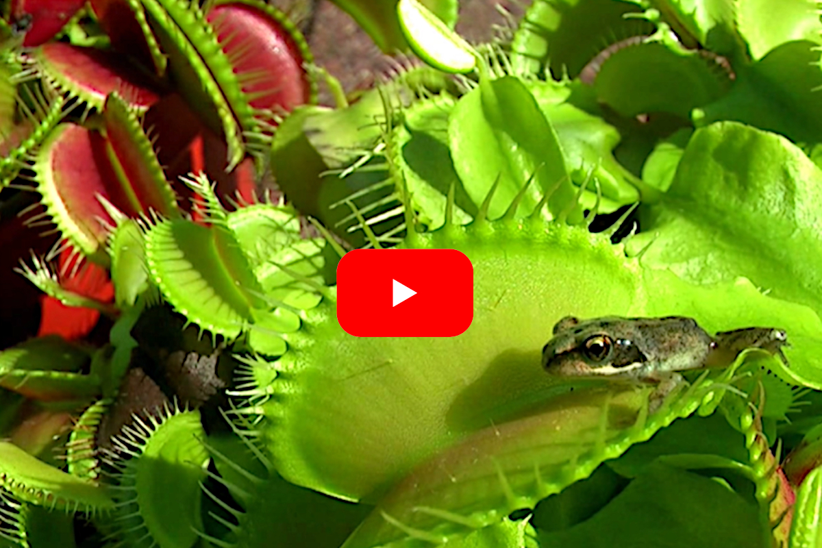 The "Venus Frogtrap" is the Ultimate Amphibian Hunter - Wide Open Spaces