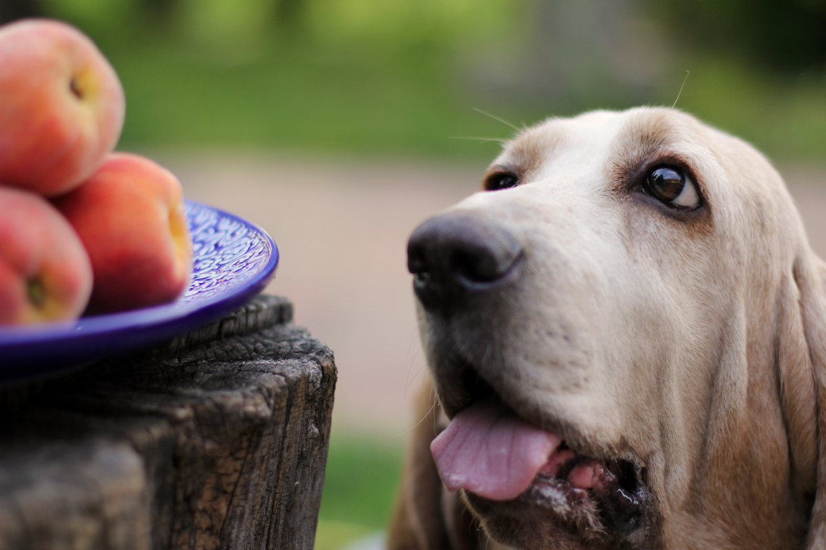 Dogs & Peaches: Know The Health Benefits (And Risks) of This Fruit