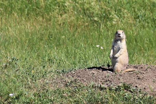 Best Prairie Dog Hunting States