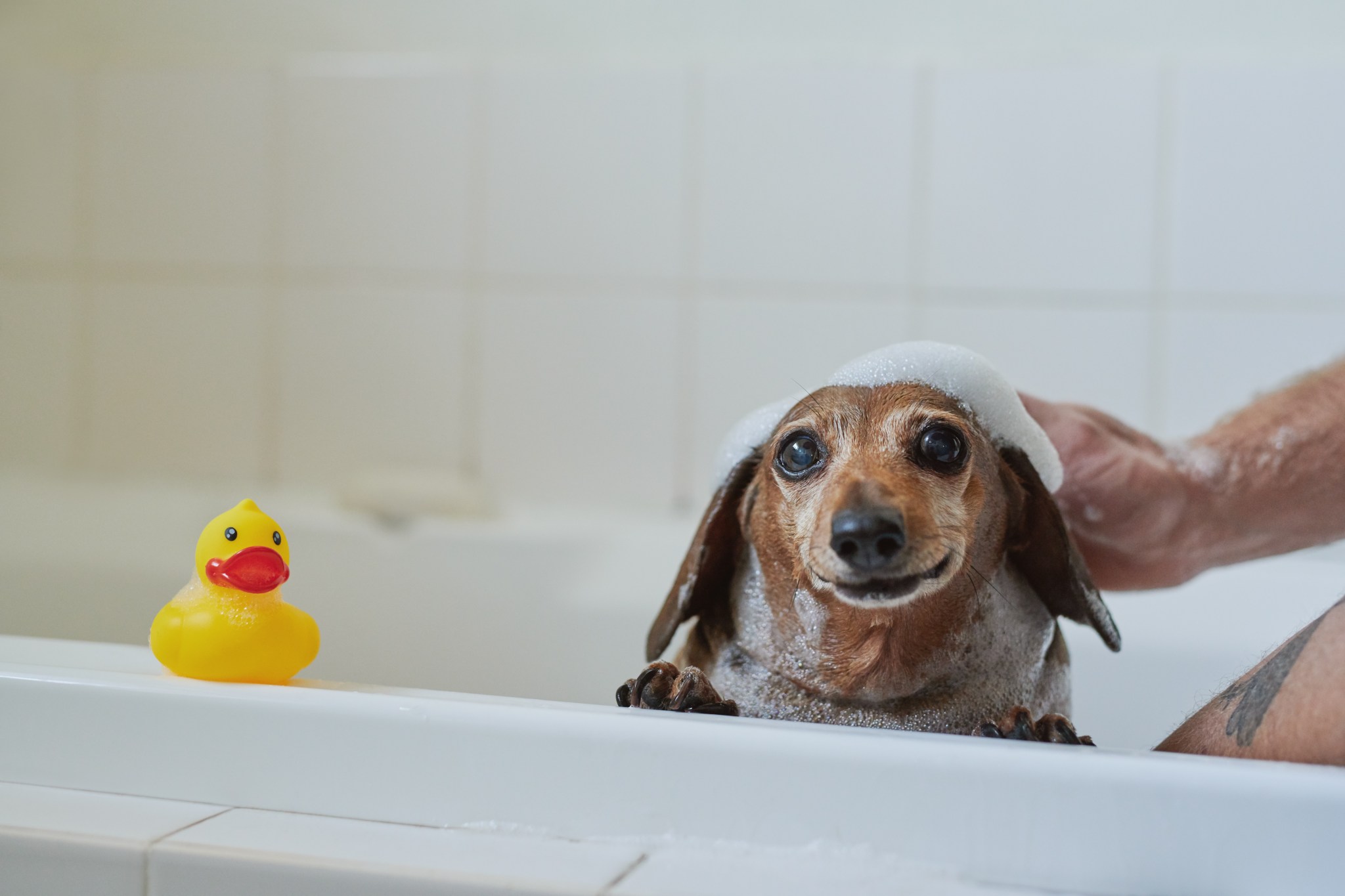 7 Best Scent-Free Shampoos and Detergents for Women Hunters - Wide Open ...