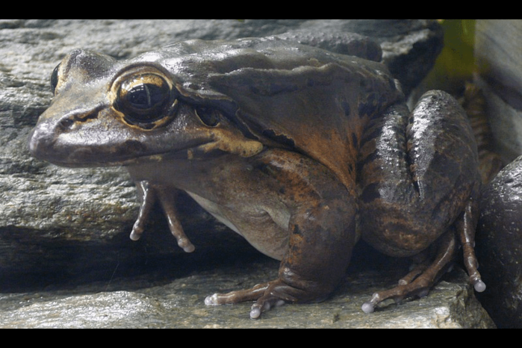 Yes, Mountain Chicken Frogs Actually Taste Like Chicken