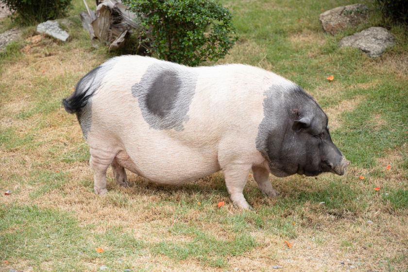 Hampshire Pig: Origin, Characteristics + Common Uses on Small Farms
