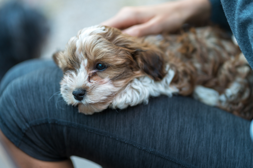 Havanese Puppy: Breed Facts on the Dog You'll Accidentally Take Home
