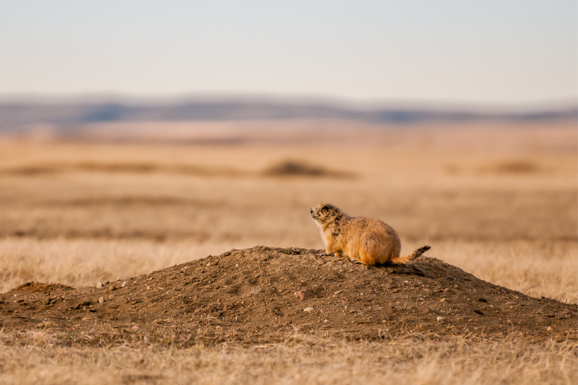 Best Guns for Prairie Dog Hunting? You Might Already Own Them.