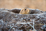 Prairie Dog Hunting 101: Gear, Tactics, and Why It's Important - Wide ...