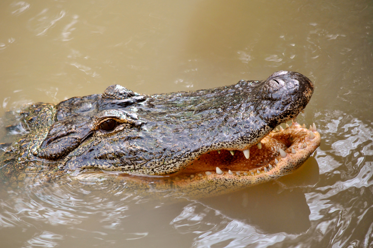 12-Foot South Carolina Alligator Caught With Five Hunting Dog Tags in ...