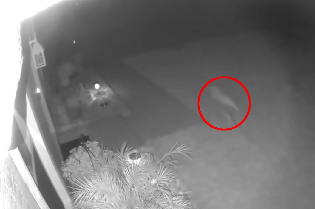 Florida Woman Claims Her Security Camera Captured "Baby Dinosaur" In ...