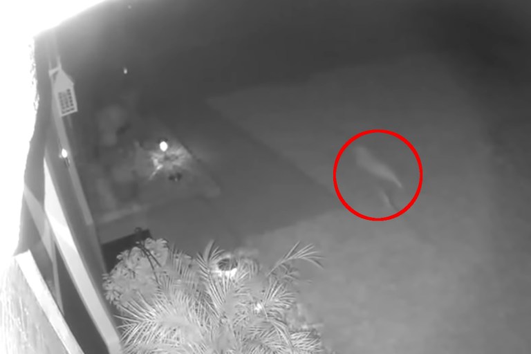 Florida Woman Claims Her Security Camera Captured "Baby Dinosaur" In ...