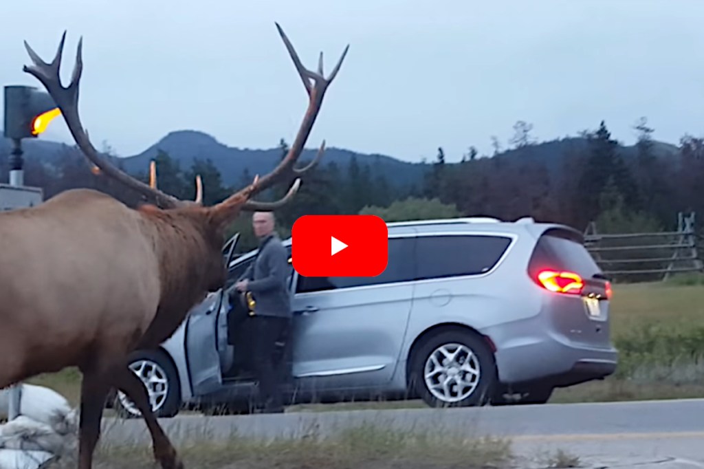 Angry Bull Elk Sends Annoying Tourists Scurrying Back to Their Cars ...