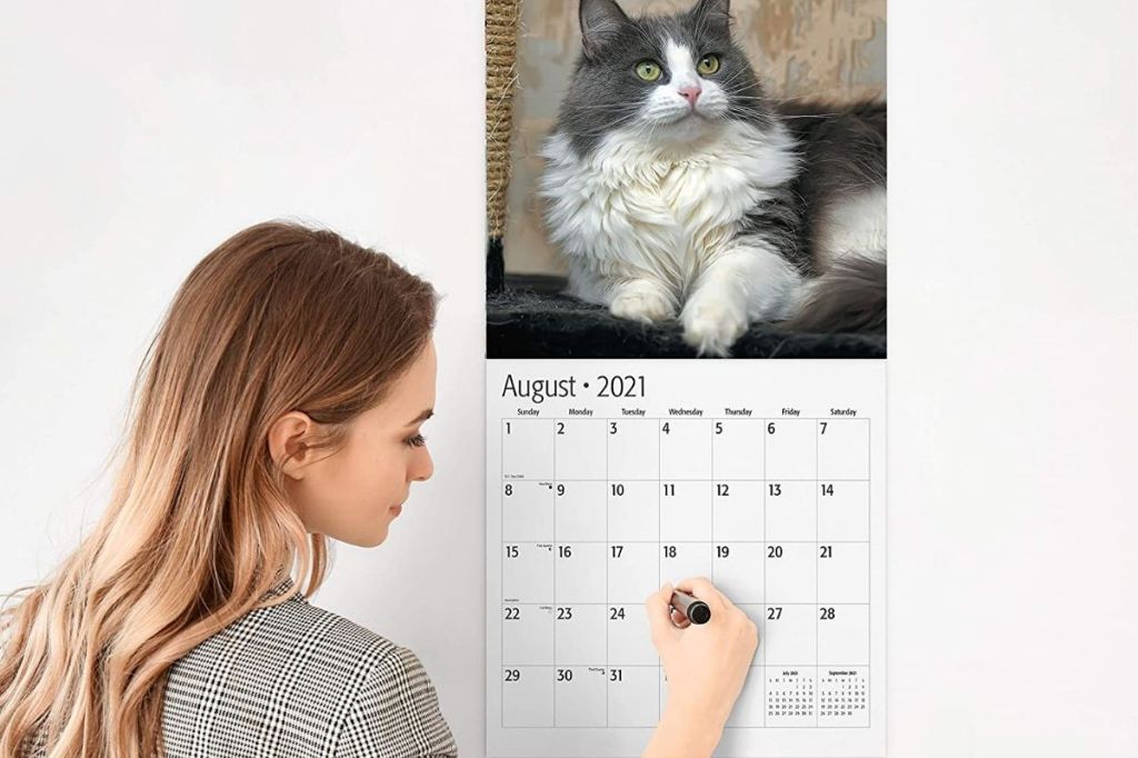 Cat Calendar: Top 5 Funniest of 2021 for Home & Office