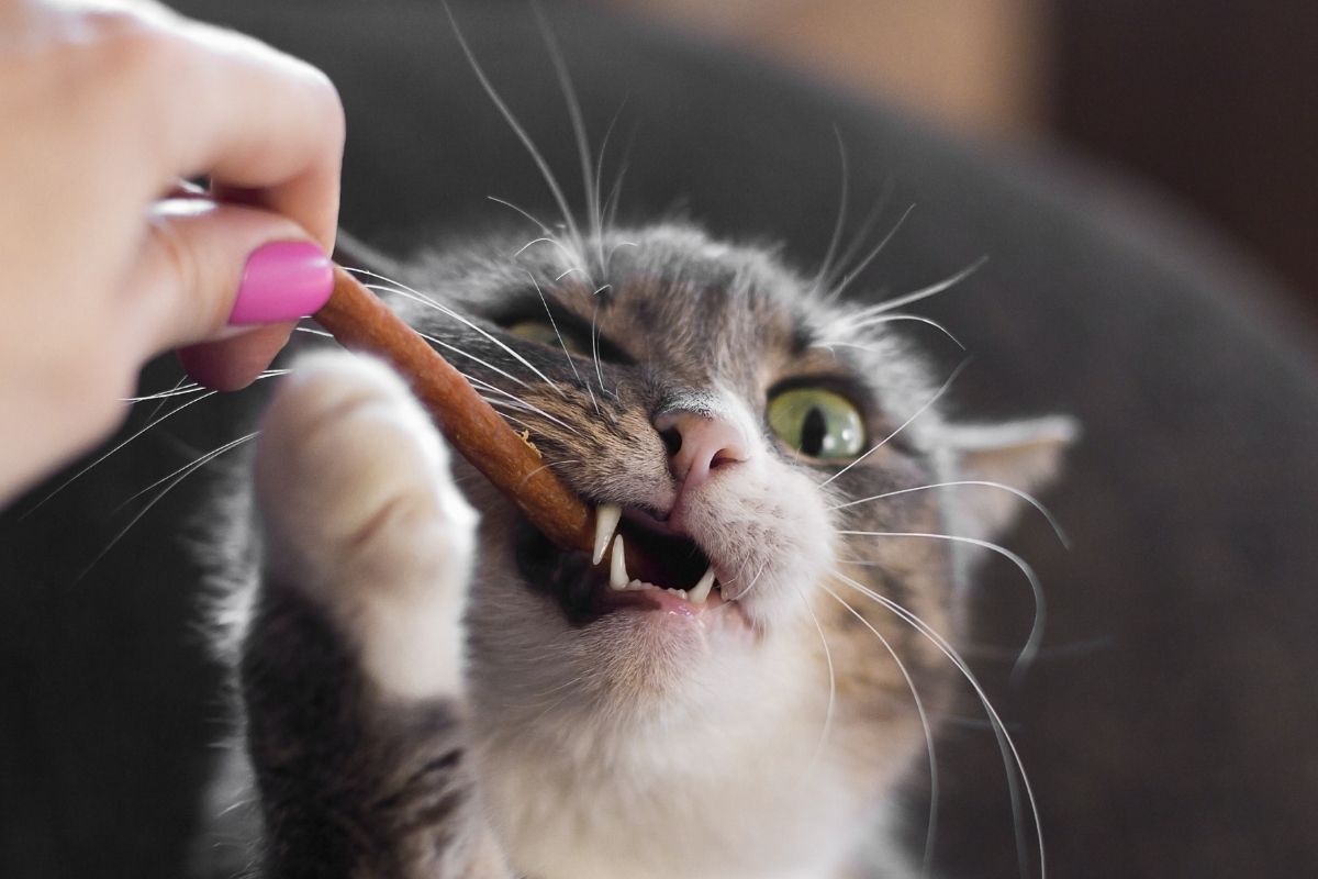Cat Chew Toys: Top 8 of 2021 from Amazon for Your Cat's Healthy Gums