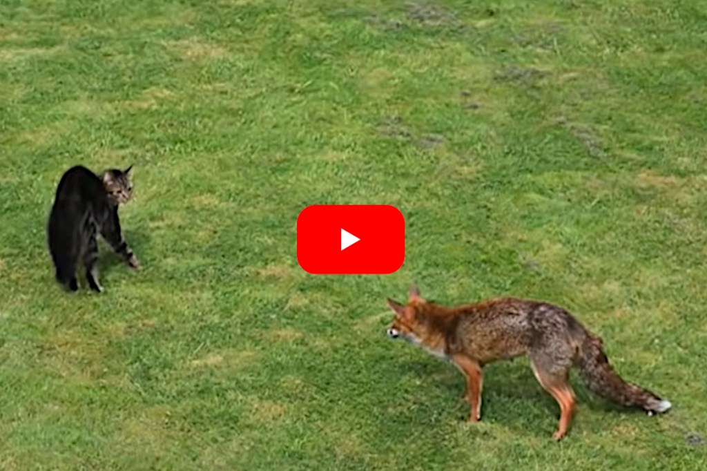 House Cat Stands Its Ground Against Two Urban Foxes - Wide Open Spaces
