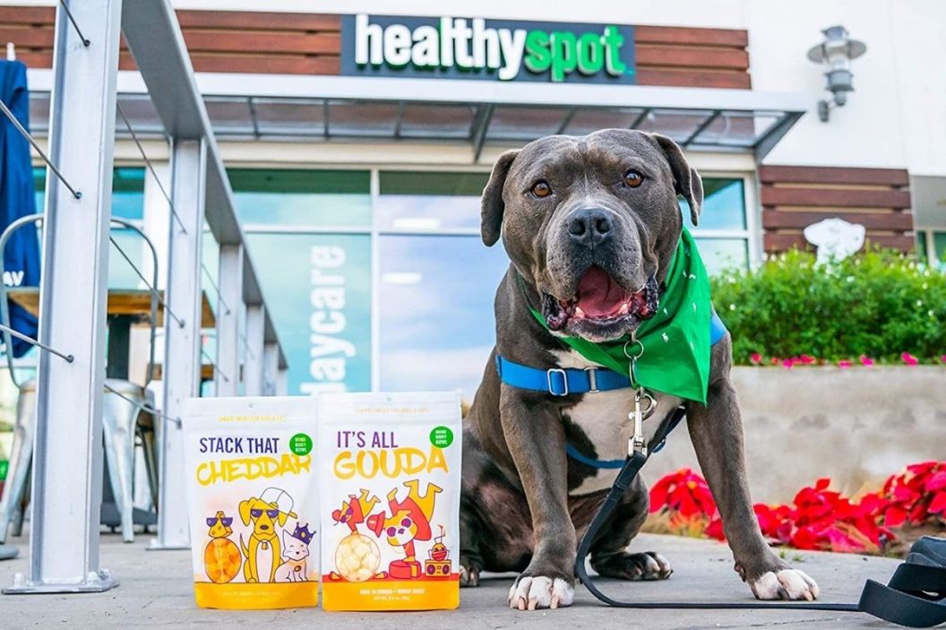 The Best Cheese for Dogs of 2022 + NEVER Feed Your Dog Blue Cheese