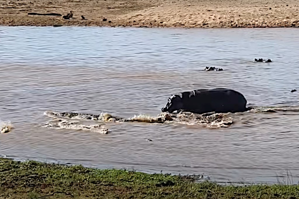 Agitated Hippos Steal Cow From Crocodiles Just Because They Can - Wide ...